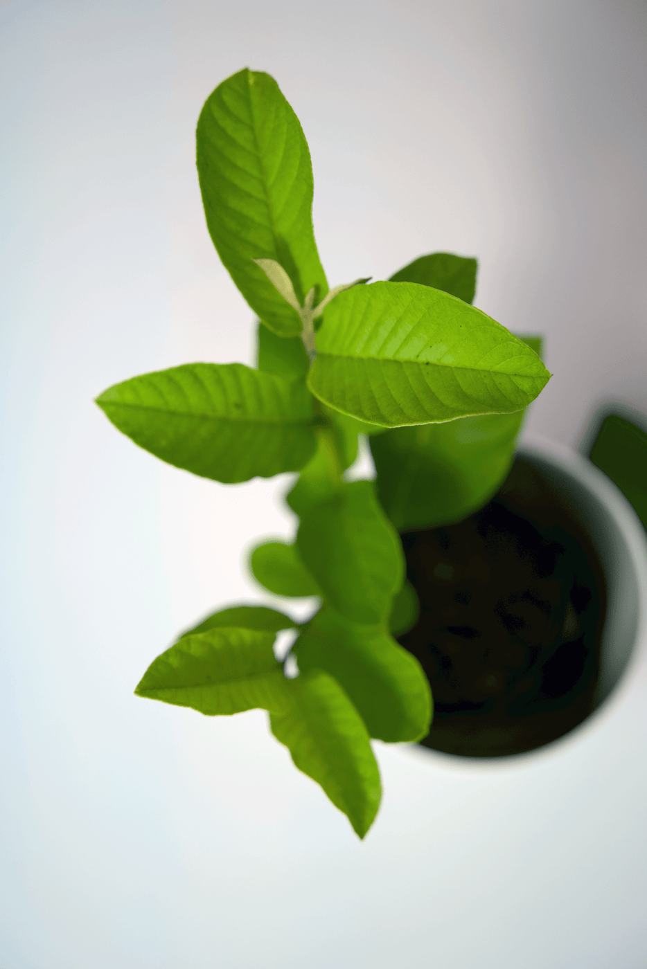 Taiwan pink guava plant — Latha Nursery