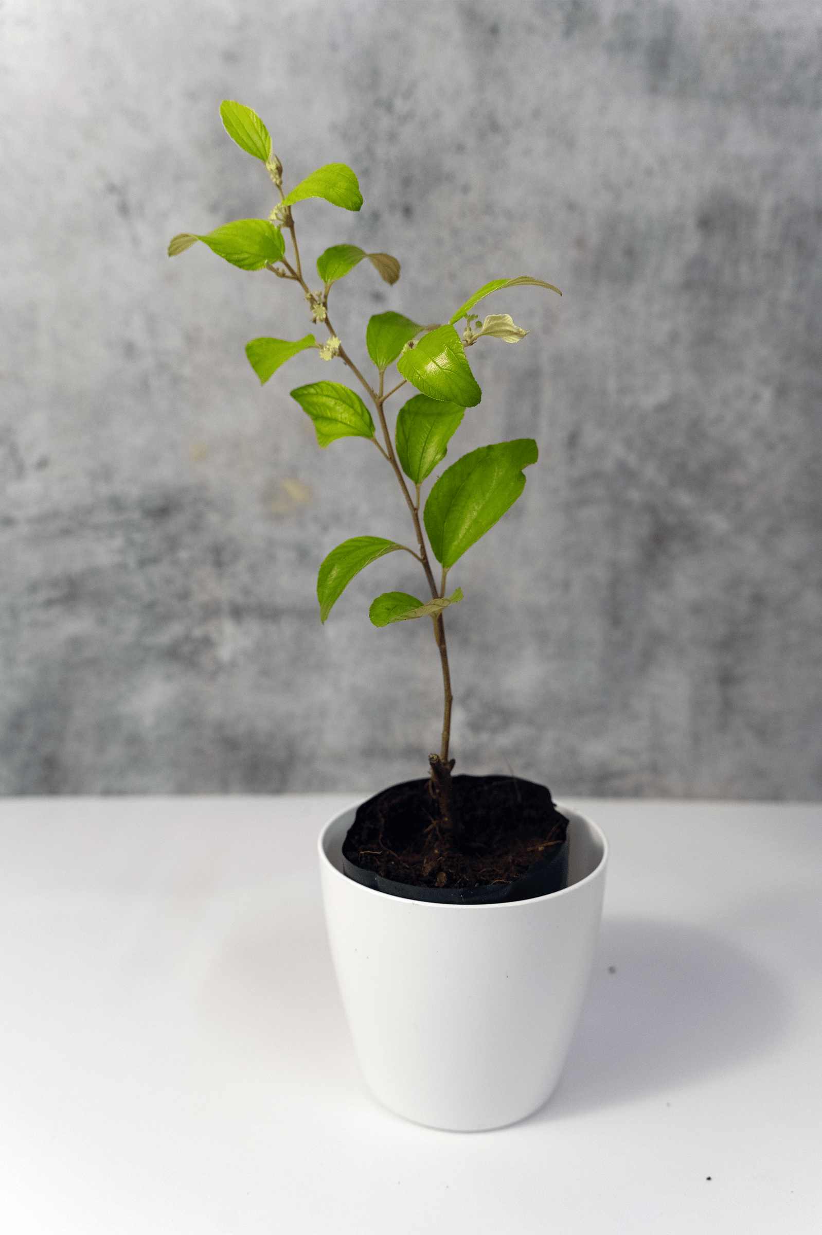 Red Apple Ber Plant — Latha Nursery