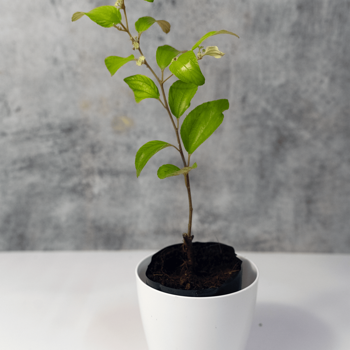 Red Apple Ber Plant — Latha Nursery