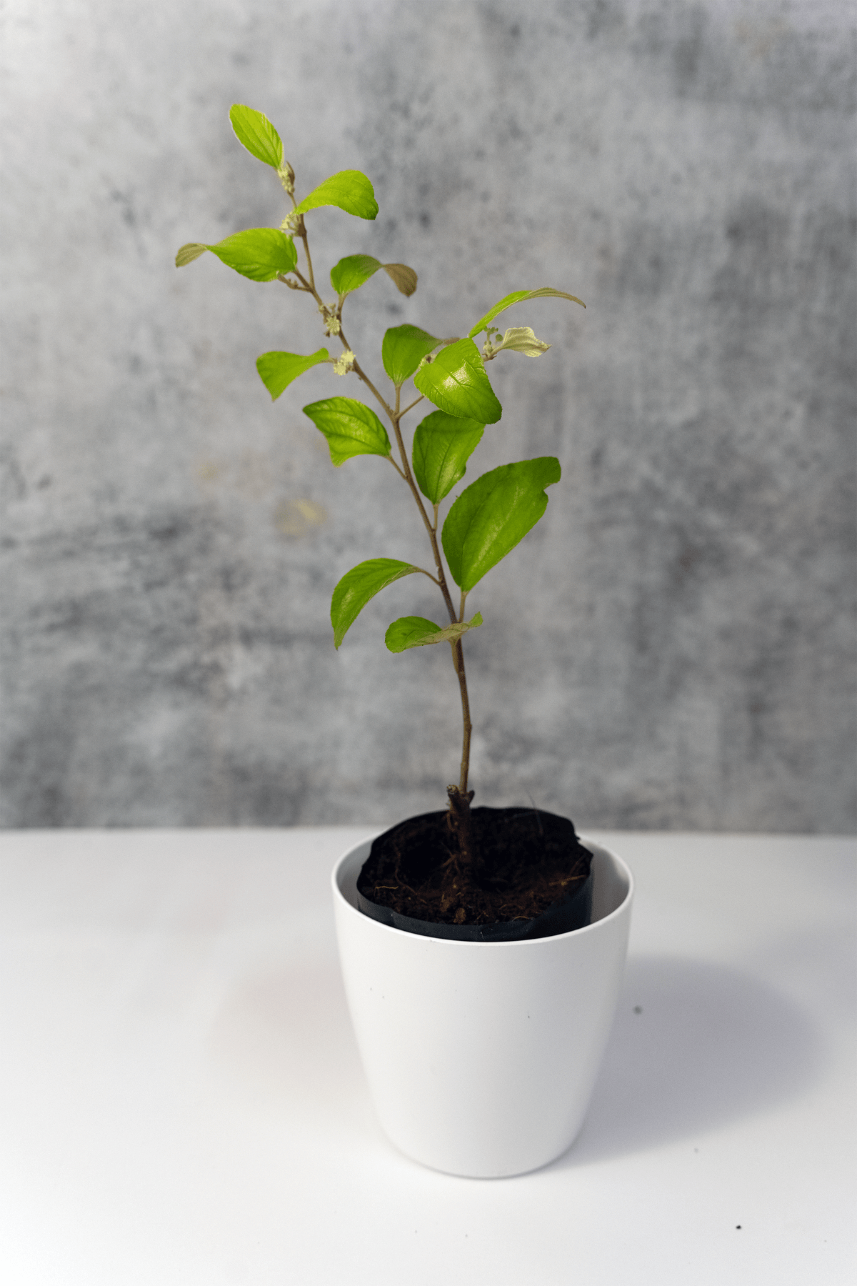 Red Apple Ber Plant — Latha Nursery