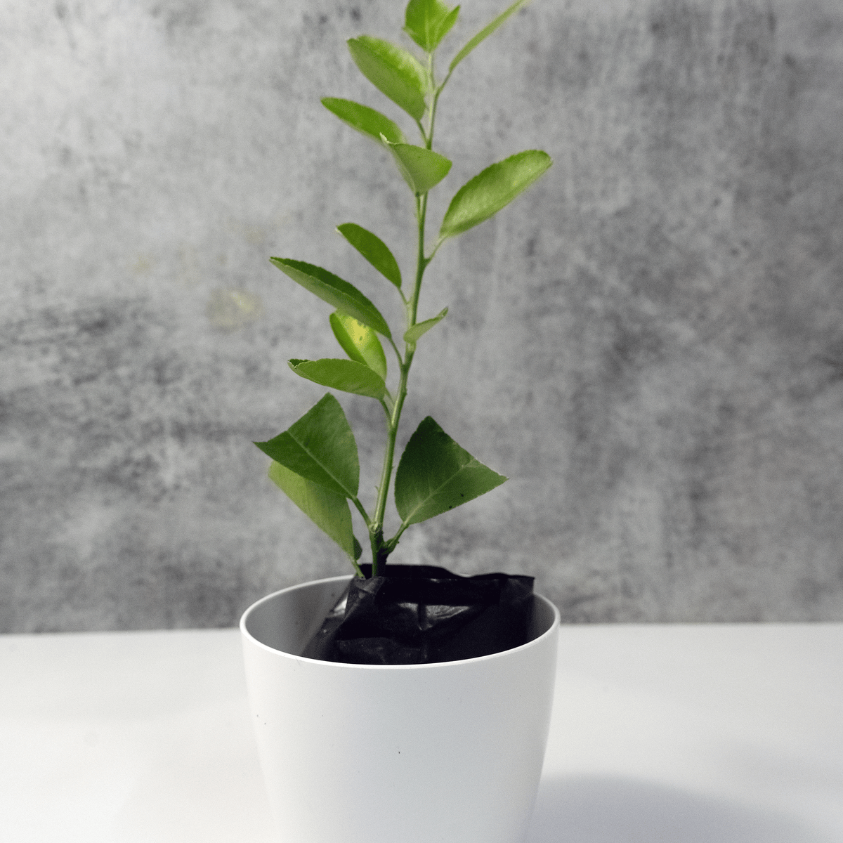 Taiwan Lemon — Latha Nursery