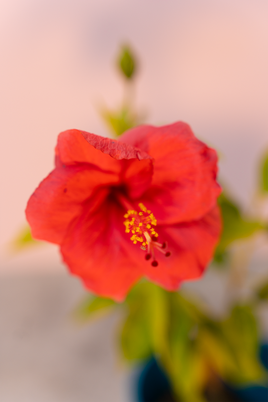 Hibiscus, Gudhal Flower (Dark Pink) Plant — Latha Nursery