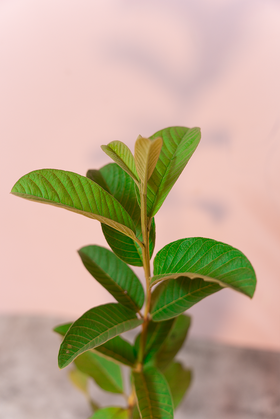 Taiwan pink guava plant — Latha Nursery